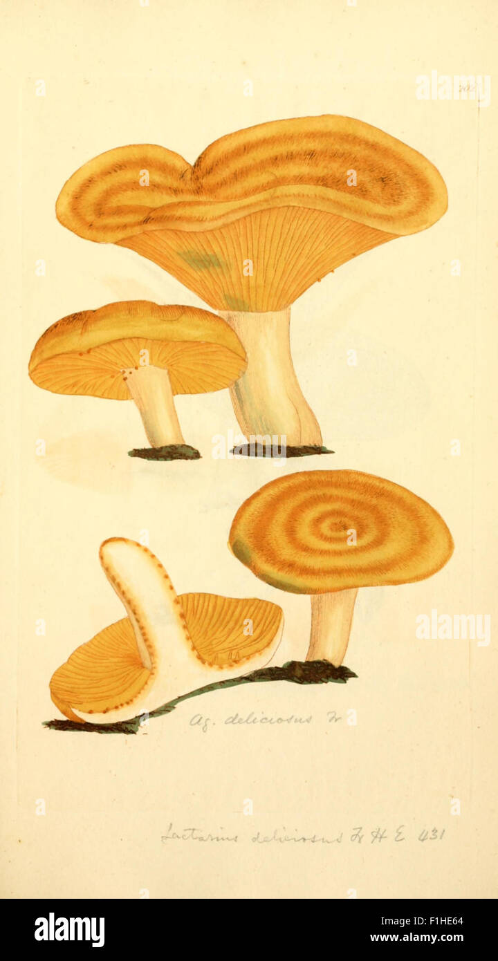 This illustration from *Coloured Figures of English Fungi or Mushrooms ...