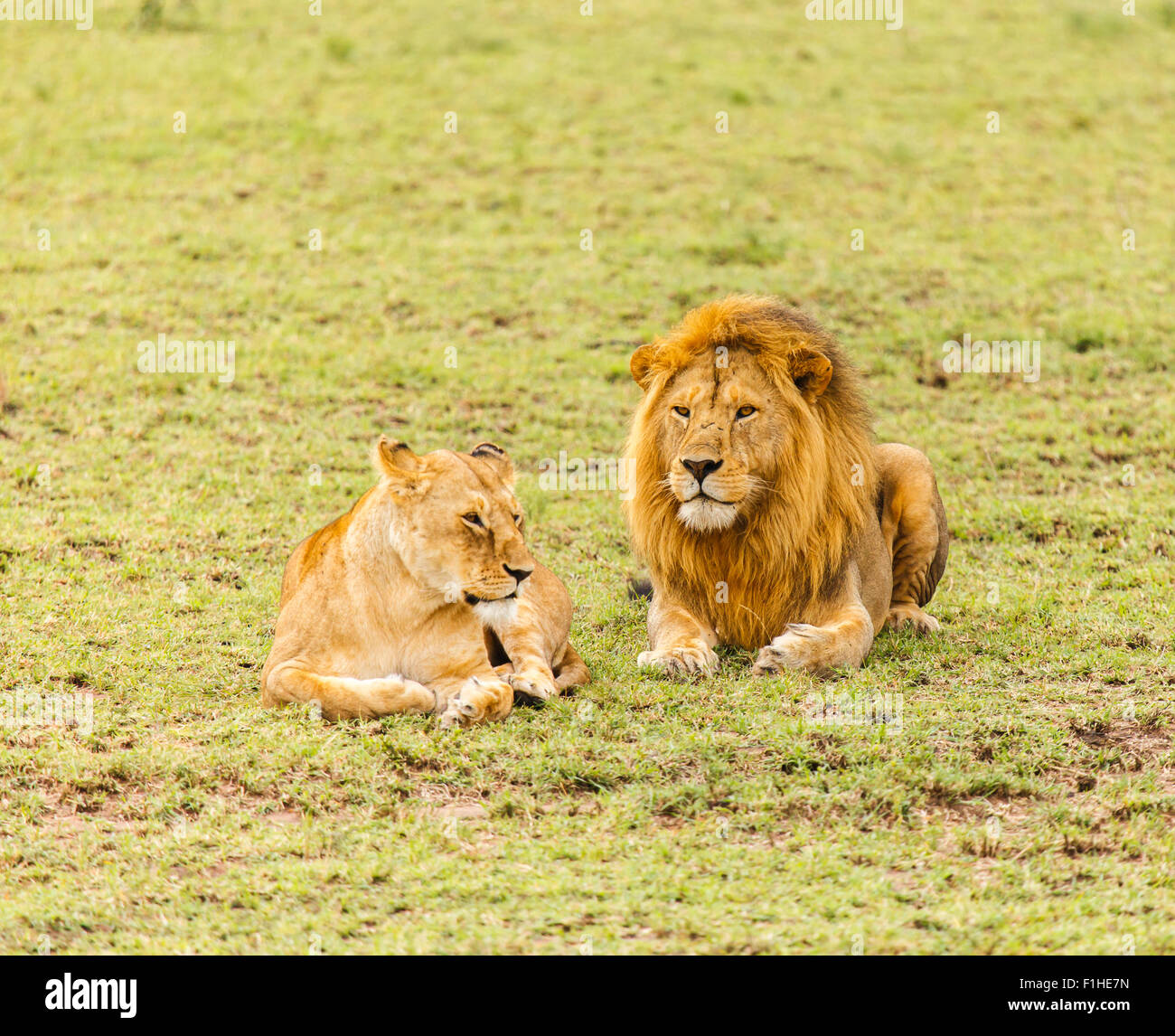 Lion family in wildlife Tanzania Stock Photo - Alamy