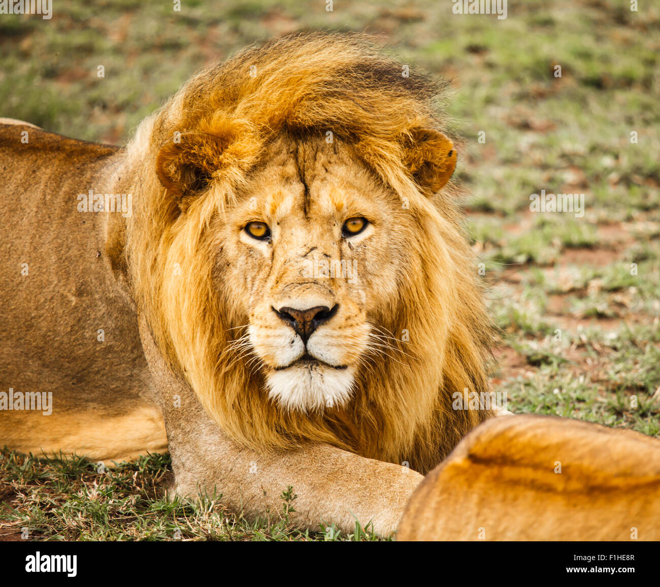 Lion family in wildlife Tanzania Stock Photo - Alamy