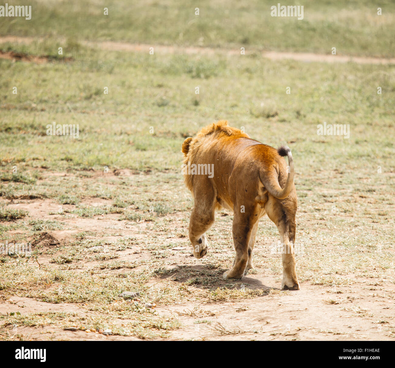 lion walking in wild Stock Photo - Alamy