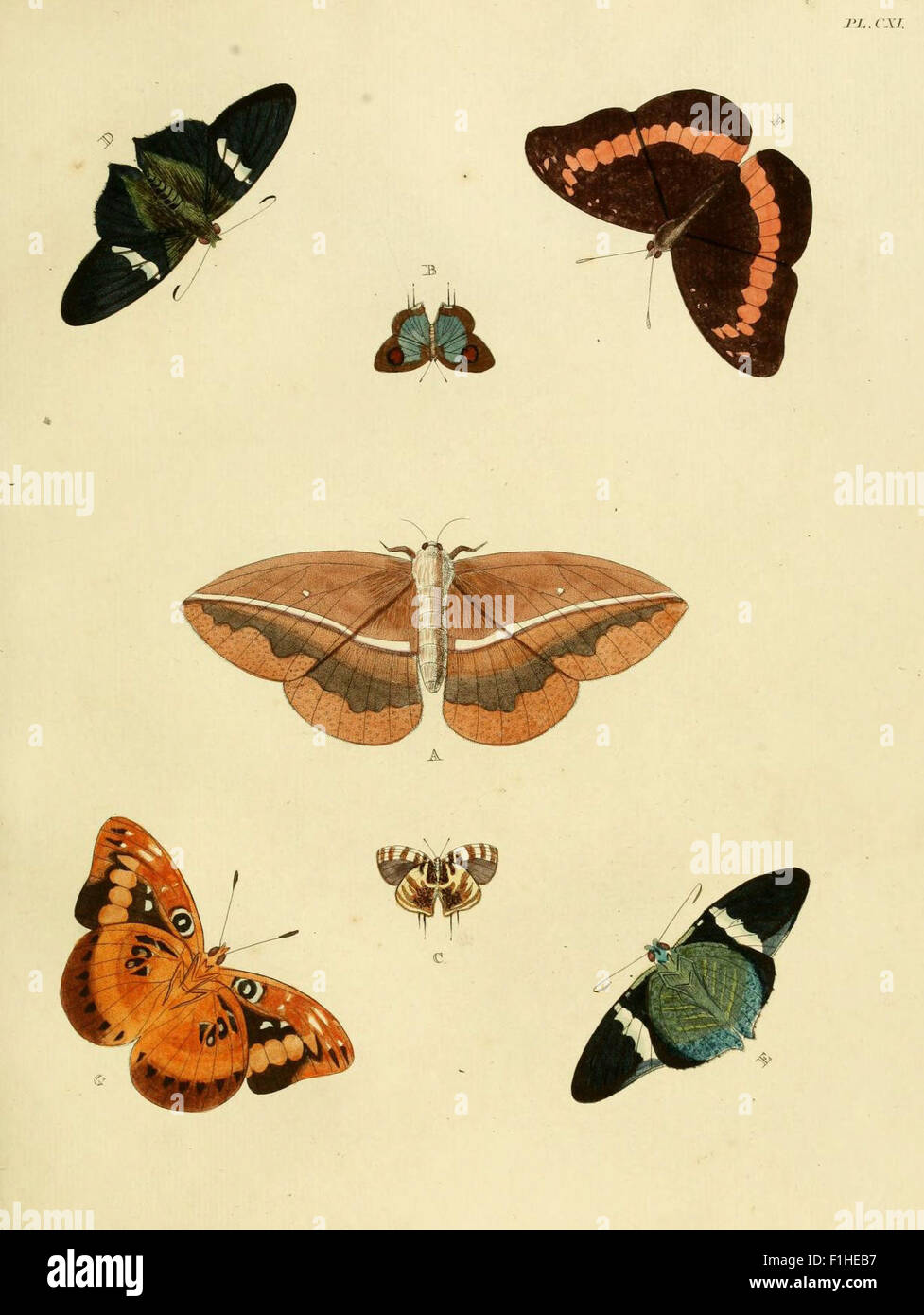 This work provides detailed depictions of foreign butterflies (from ...