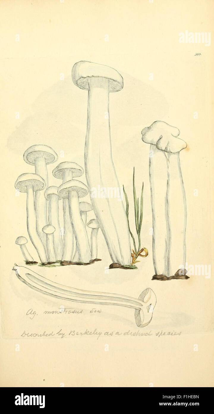 'Coloured figures of English fungi' showcases detailed illustrations of ...