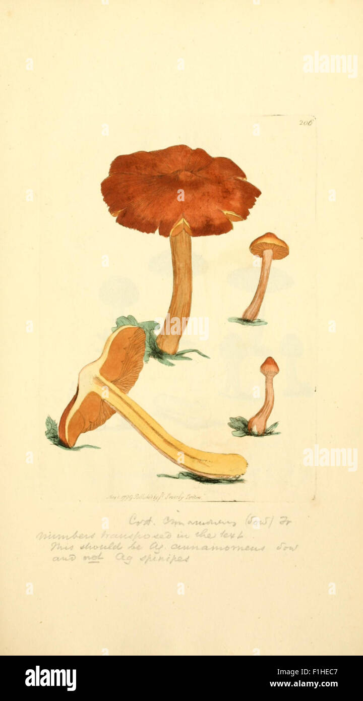 This illustration from 'Coloured Figures of English Fungi' shows ...