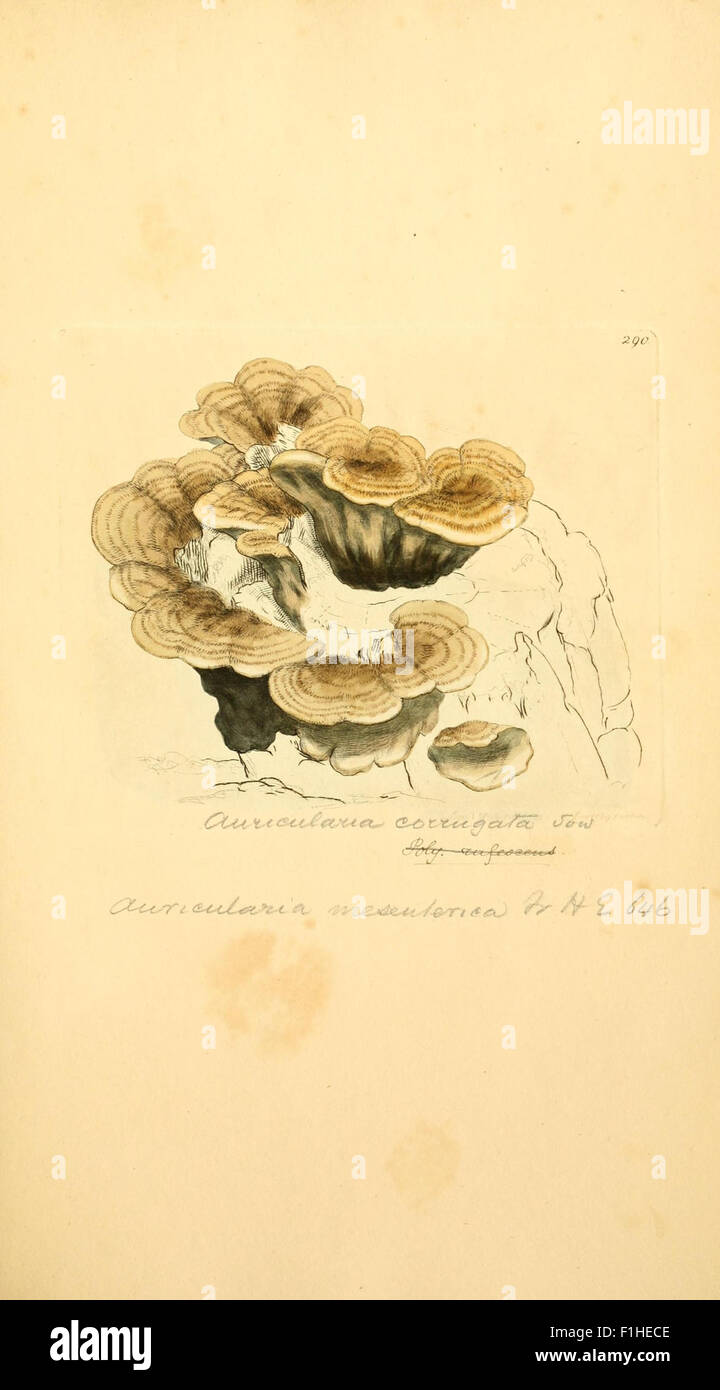 This work features detailed, hand-colored illustrations of English ...