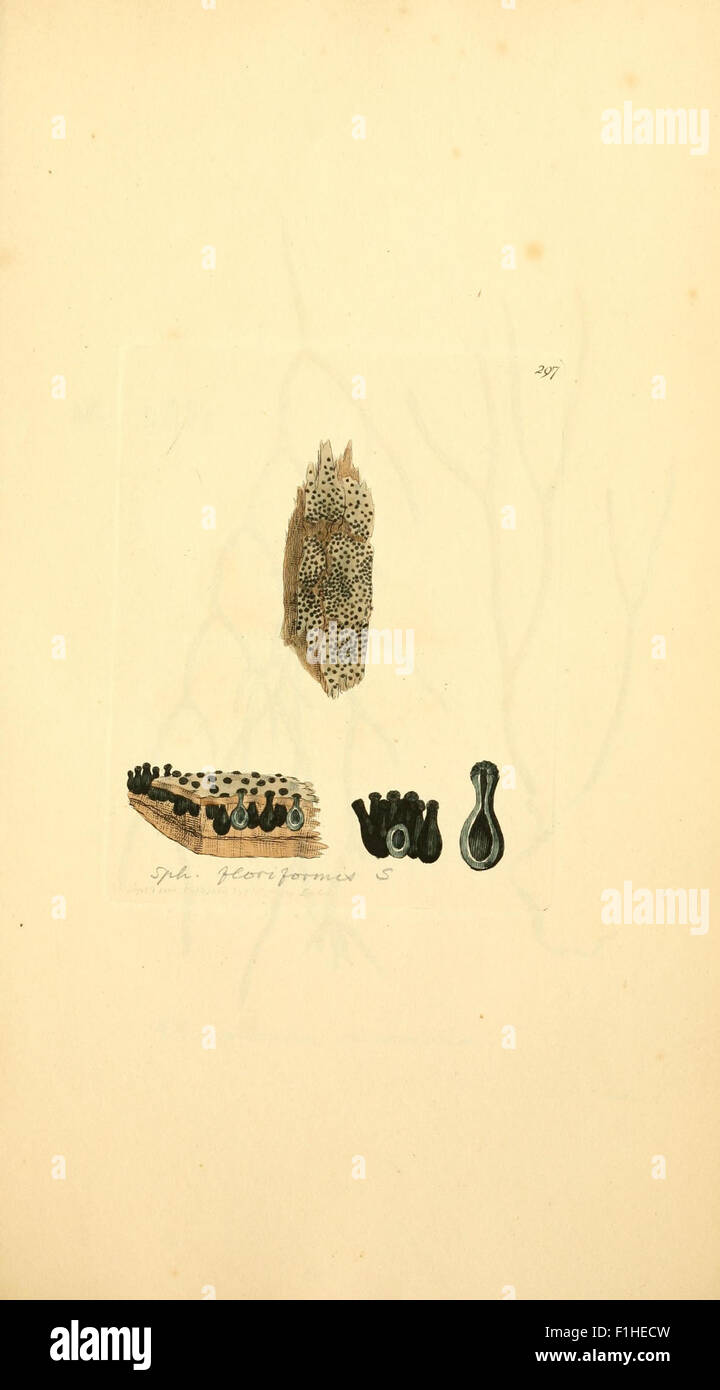 This illustrated work highlights various species of fungi and mushrooms ...