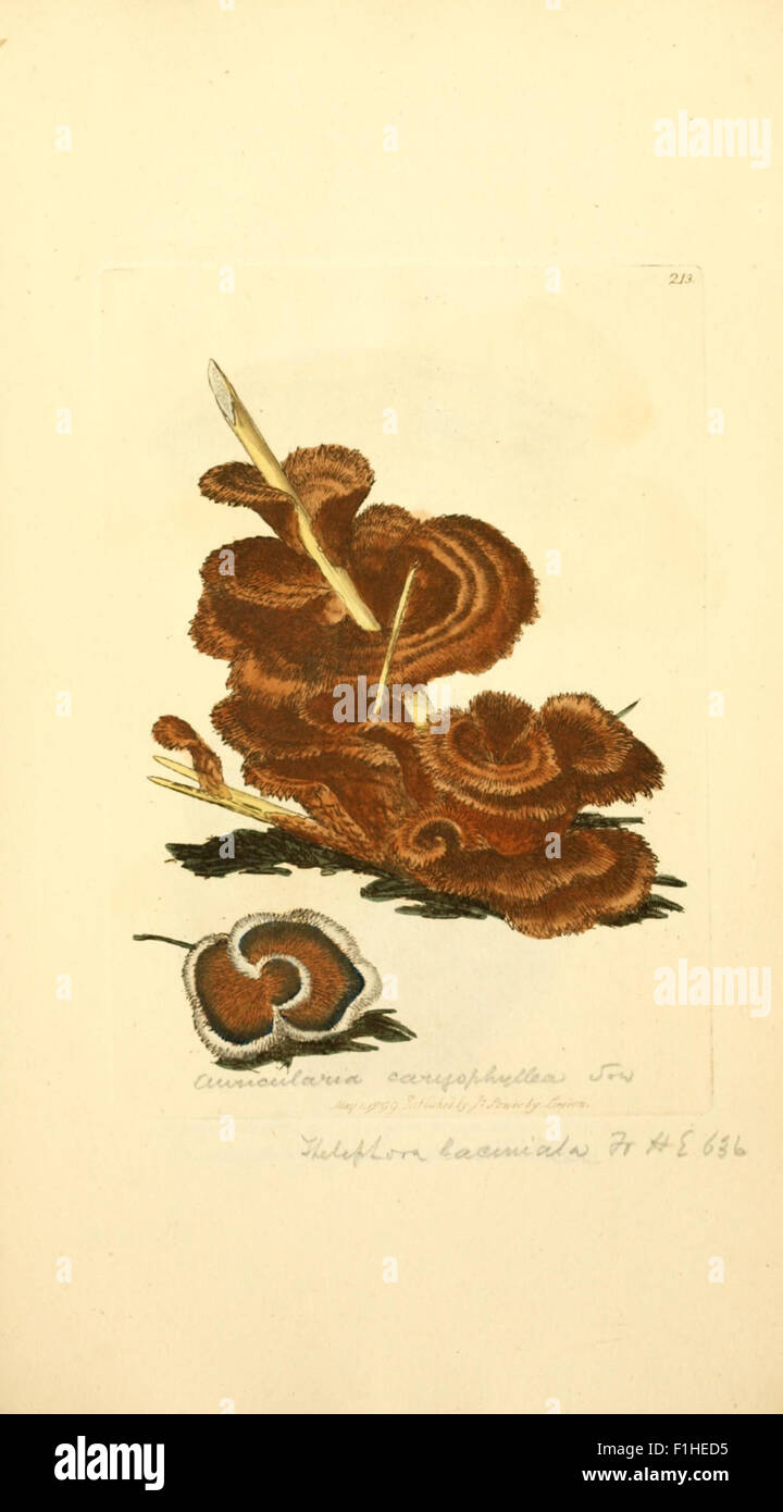 'Coloured Figures of English Fungi or Mushrooms' illustrates various ...