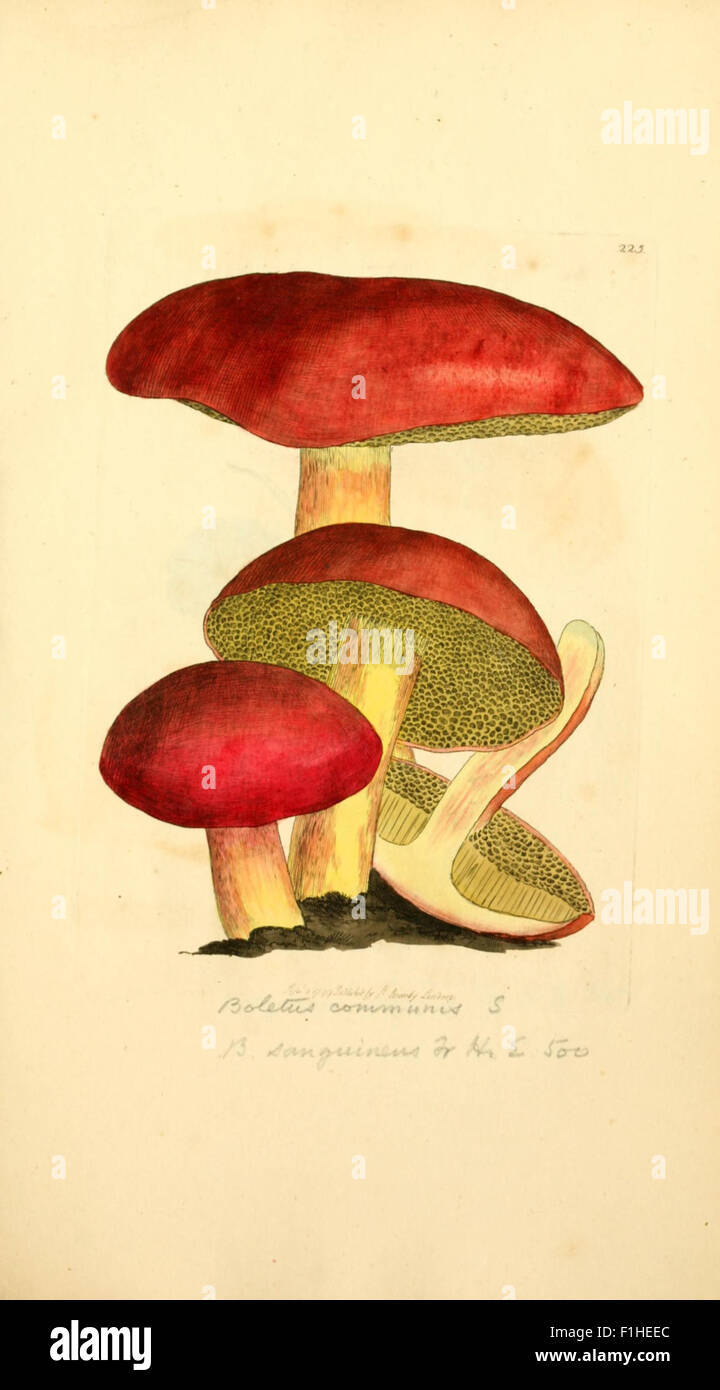 *Coloured Figures of English Fungi* (Tab. CCXXV) is a botanical work ...
