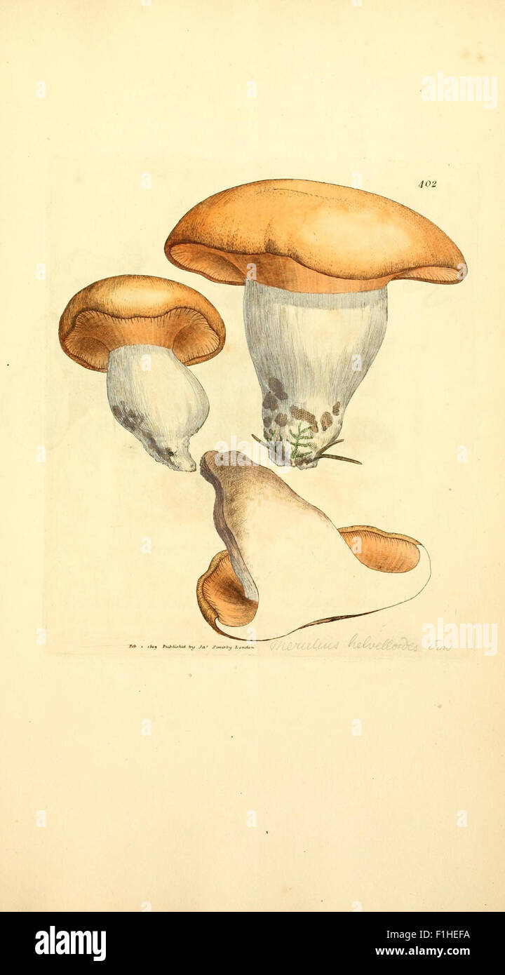 An illustration from 'Coloured Figures of English Fungi,' depicting ...