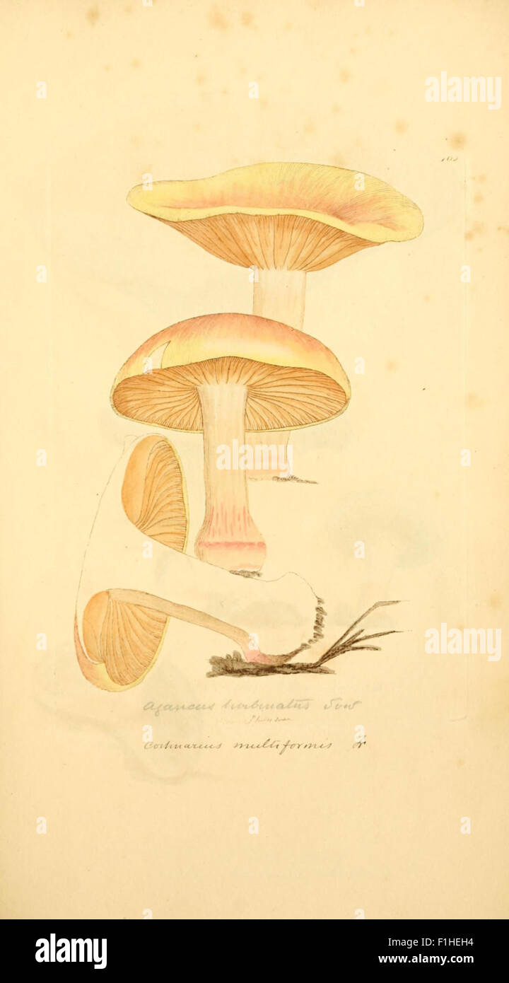'Coloured Figures of English Fungi' showcases detailed illustrations of ...