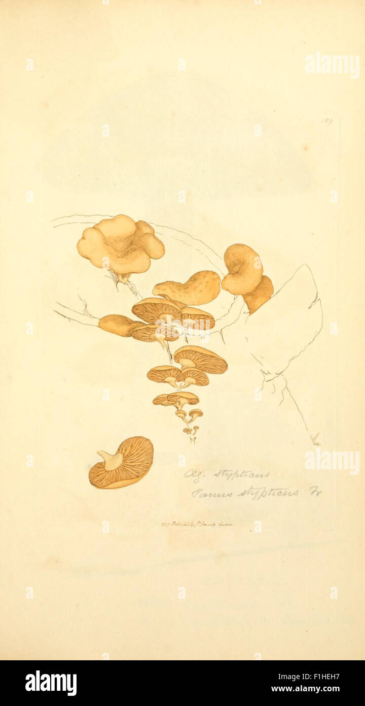 This detailed illustration of fungi presents various mushroom species ...