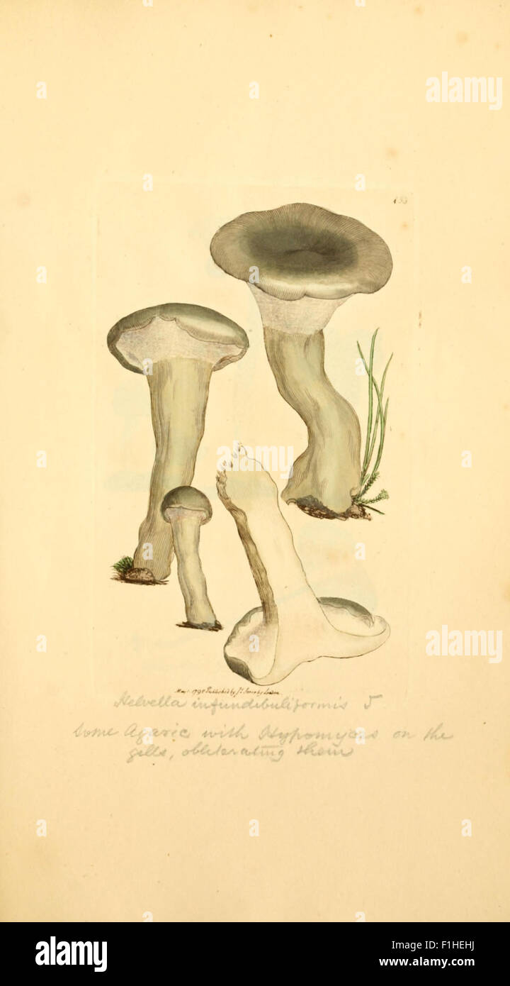 This illustration from 'Coloured Figures of English Fungi' shows a ...