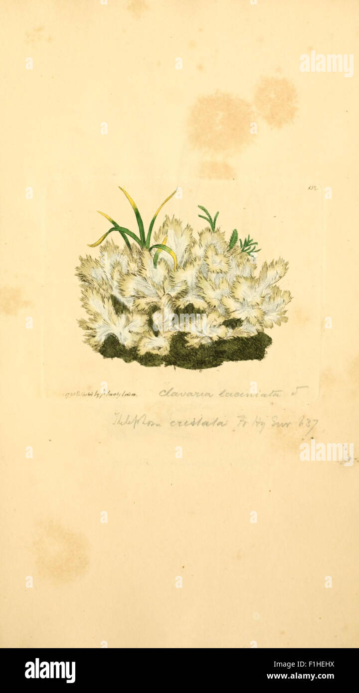 This plate from 'Coloured Figures of English Fungi' illustrates various ...