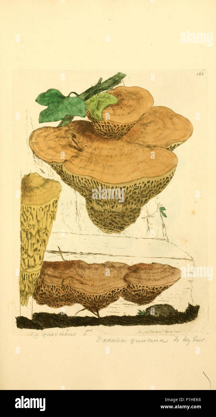 *Coloured Figures of English Fungi or Mushrooms* provides detailed ...