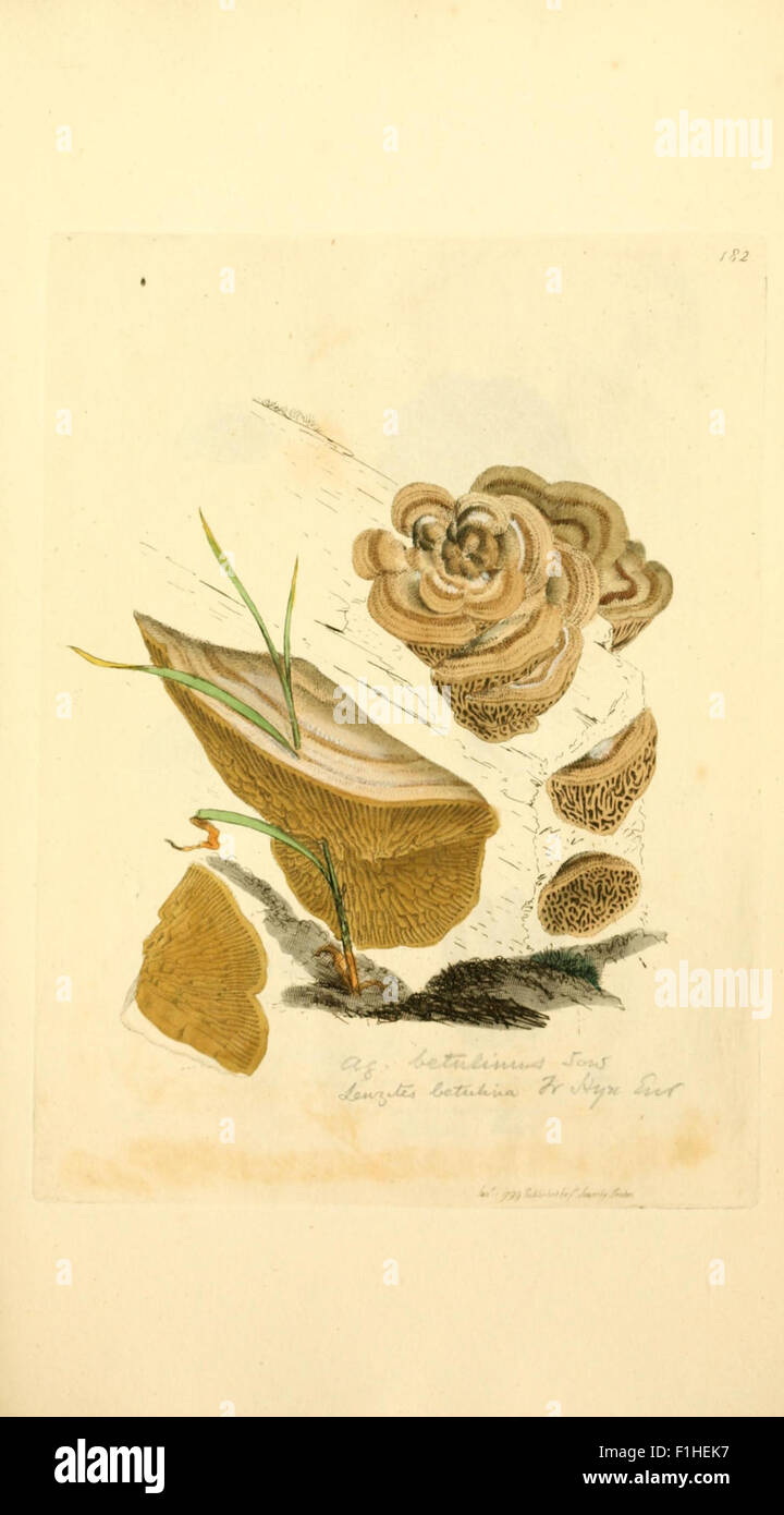 This plate from *Coloured Figures of English Fungi or Mushrooms ...