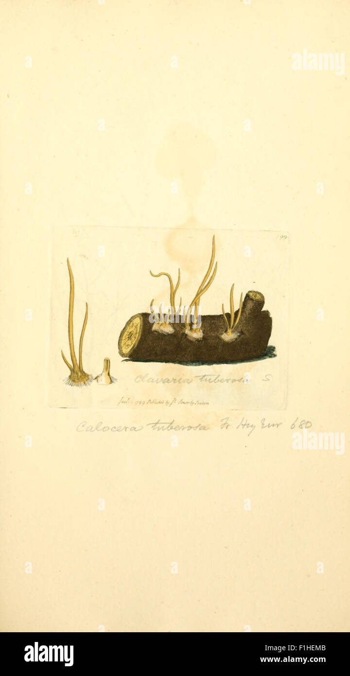 This illustration, featured in the 'Coloured Figures of English Fungi ...