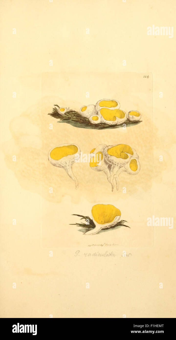 *Coloured Figures of English Fungi* (Tab. CXIV) is a botanical work ...