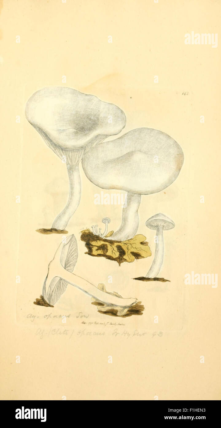 Plate CXLII of *Coloured Figures of English Fungi or Mushrooms ...
