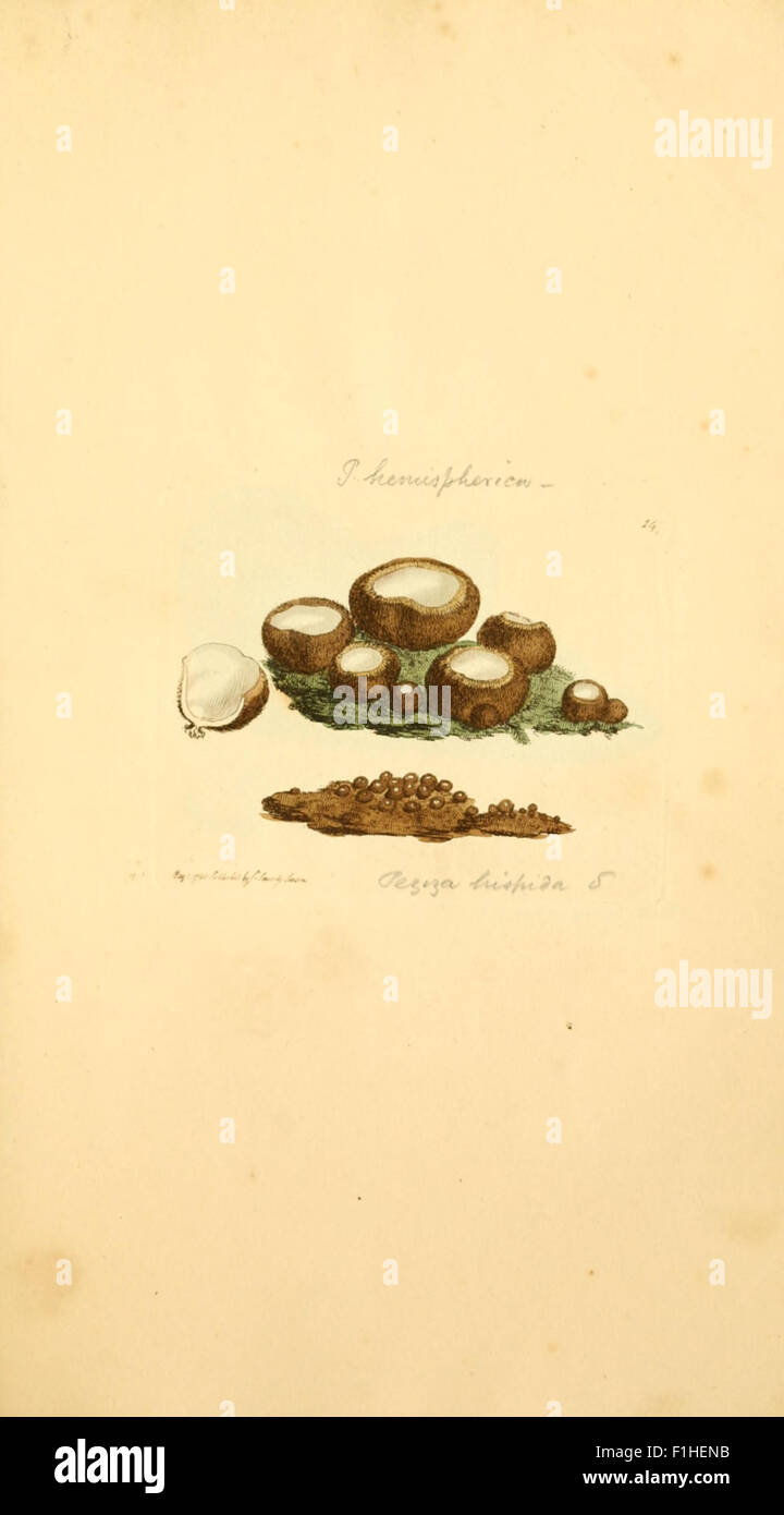 ‘Coloured Figures of English Fungi’ presents detailed illustrations of ...