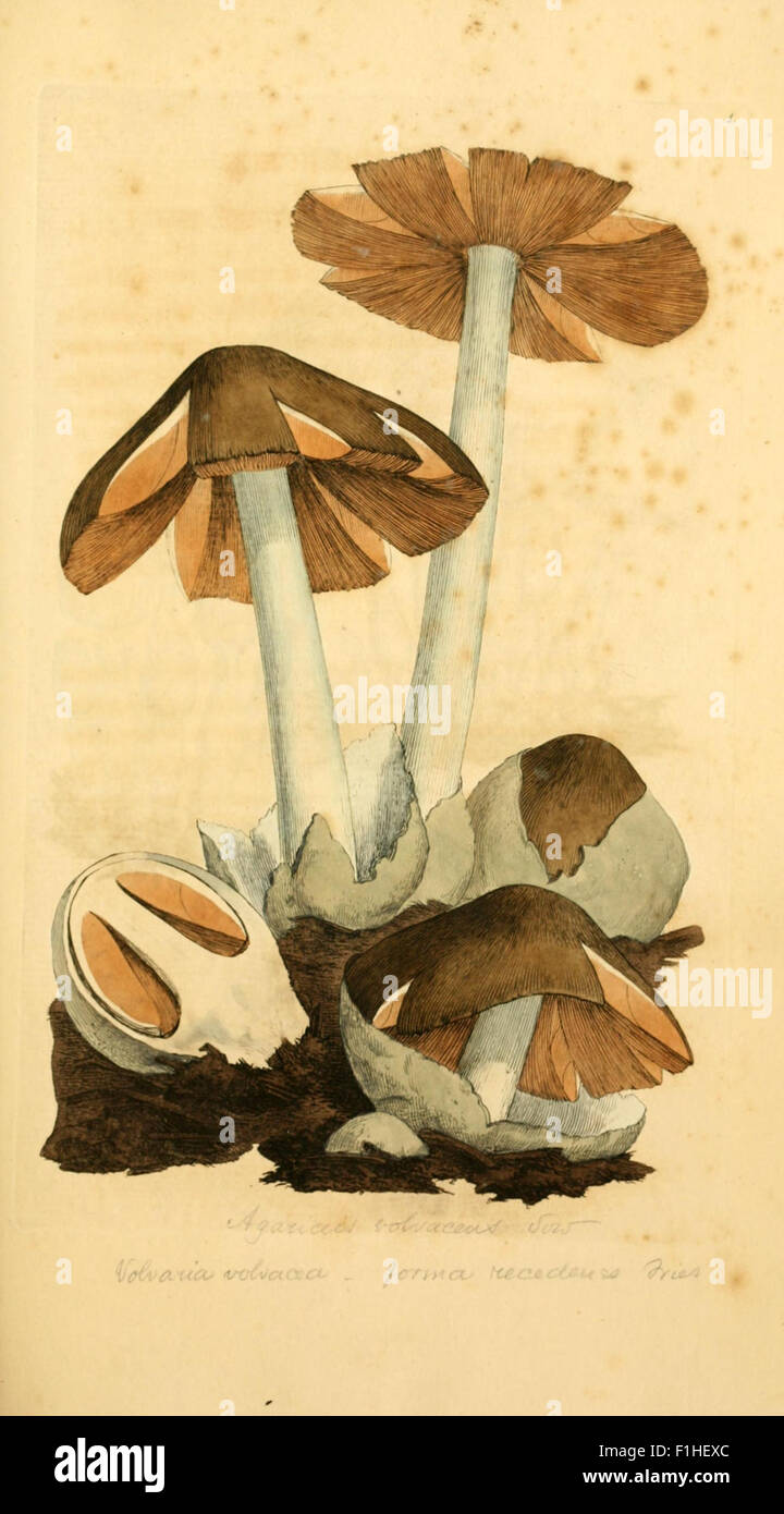 This historical illustration is from ‘Coloured Figures of English Fungi ...