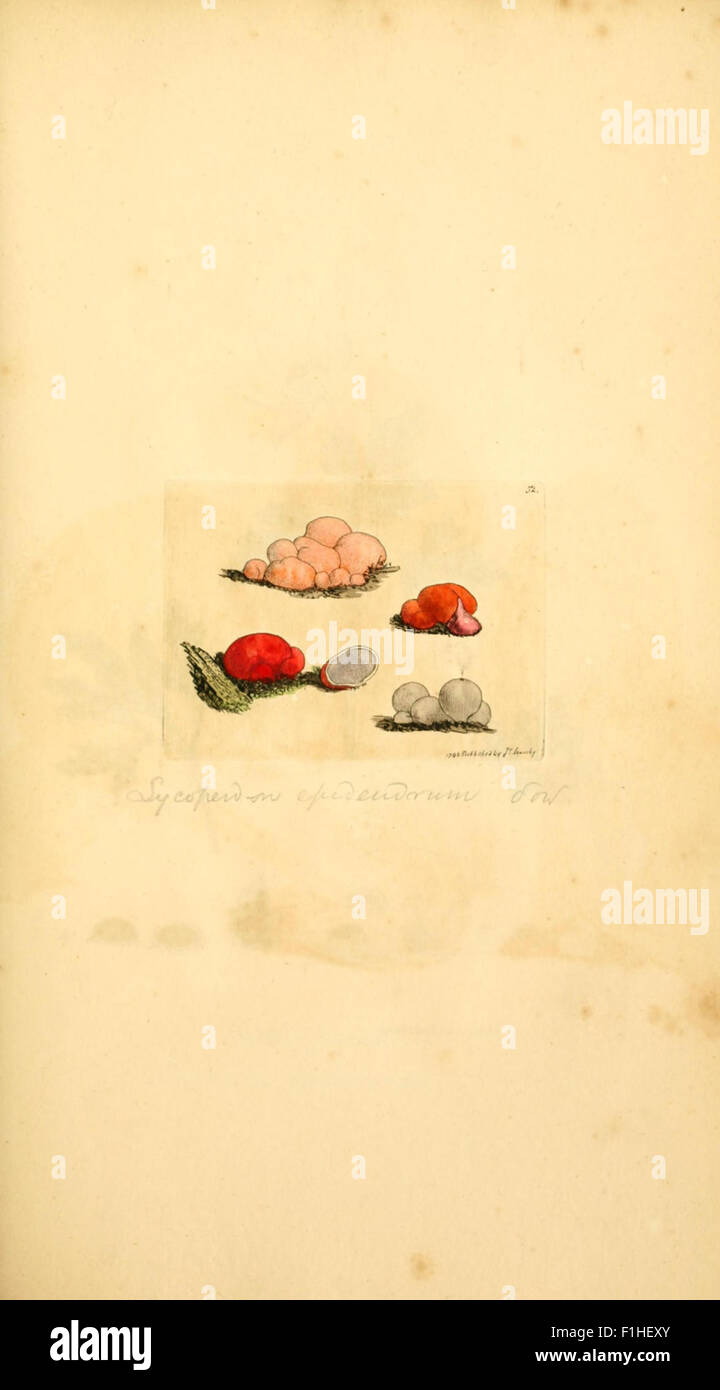 'Coloured Figures of English Fungi' features detailed illustrations of ...