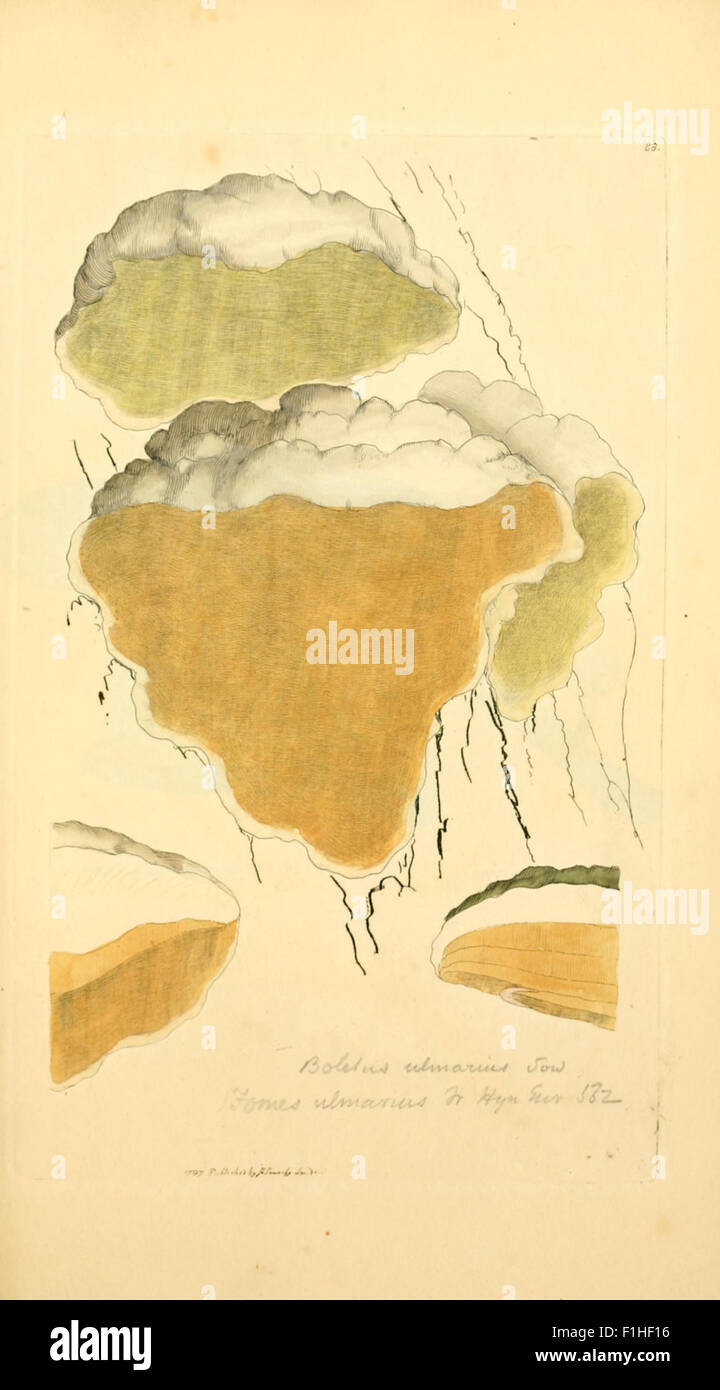 This plate from 'Coloured Figures of English Fungi' presents detailed ...