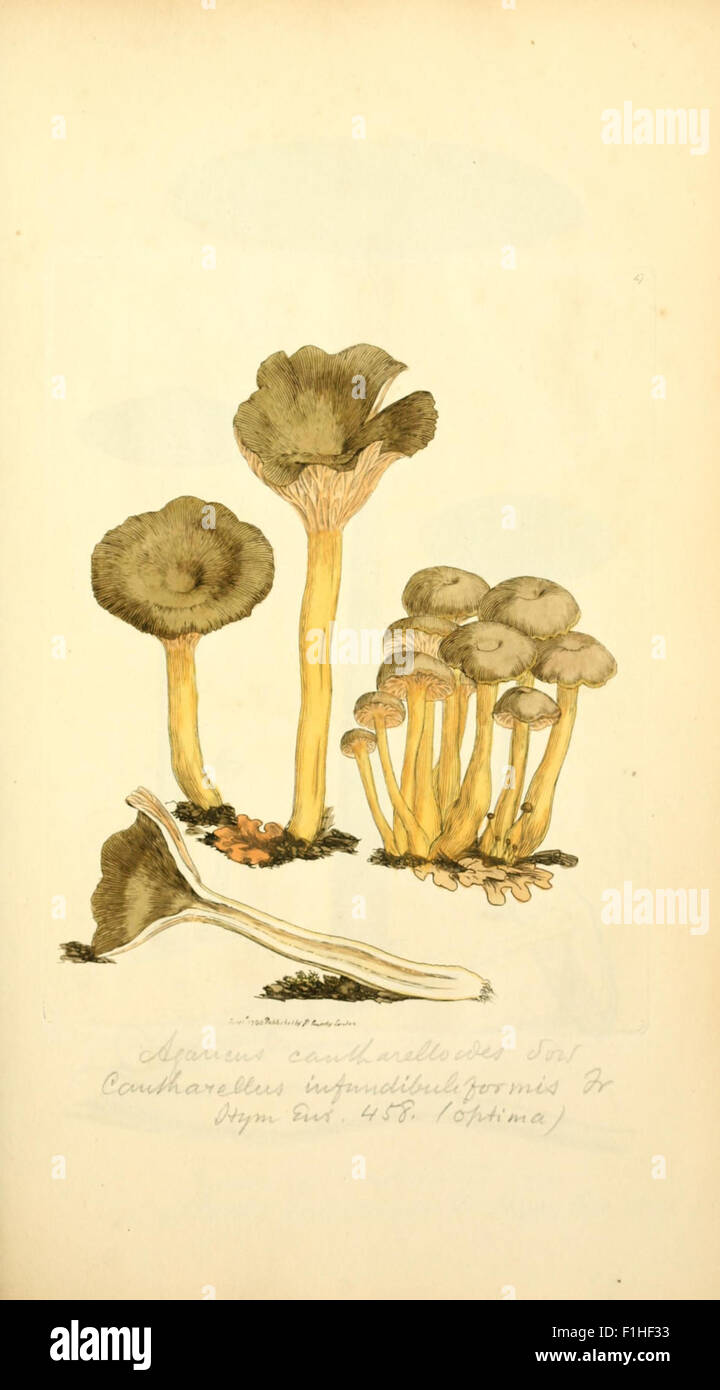 This illustration from the series 'Coloured Figures of English Fungi or ...