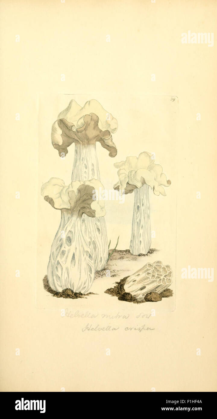 Features of different mushroom species hi-res stock photography and ...