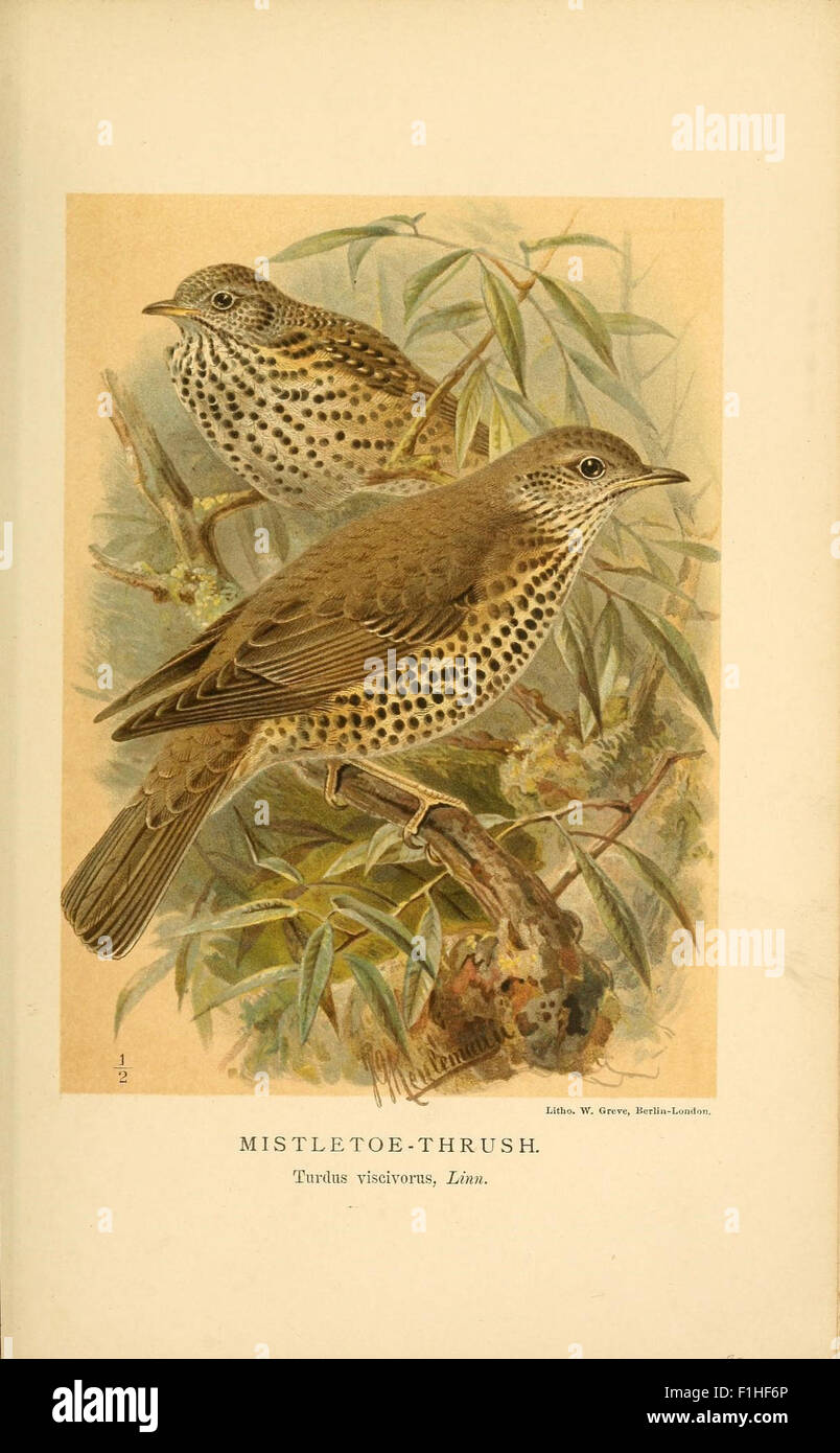 Coloured figures of the birds of the British Islands - issued by Lord ...