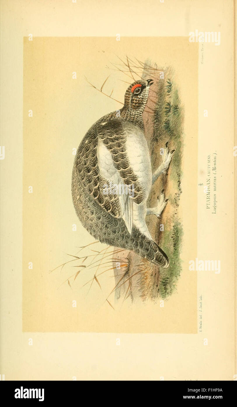 Lord Lilford's 19th-century work presents a collection of hand-coloured ...