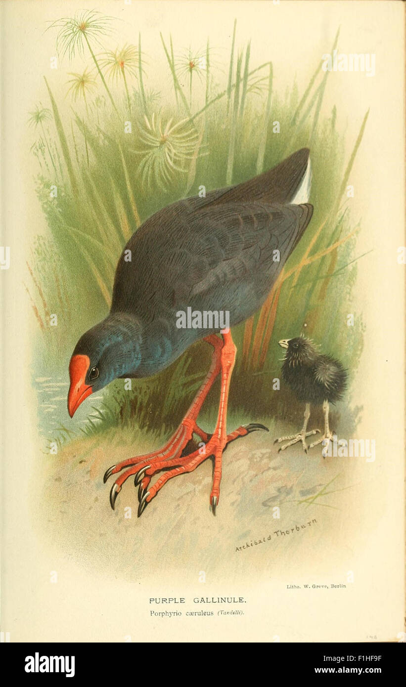 This illustrated work by Lord Lilford features detailed colored ...