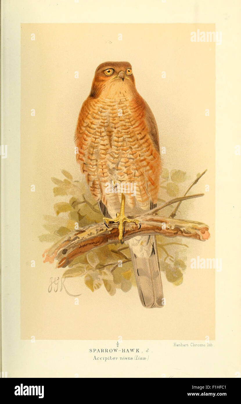 'Coloured Figures of the Birds of the British Islands,' issued by Lord ...