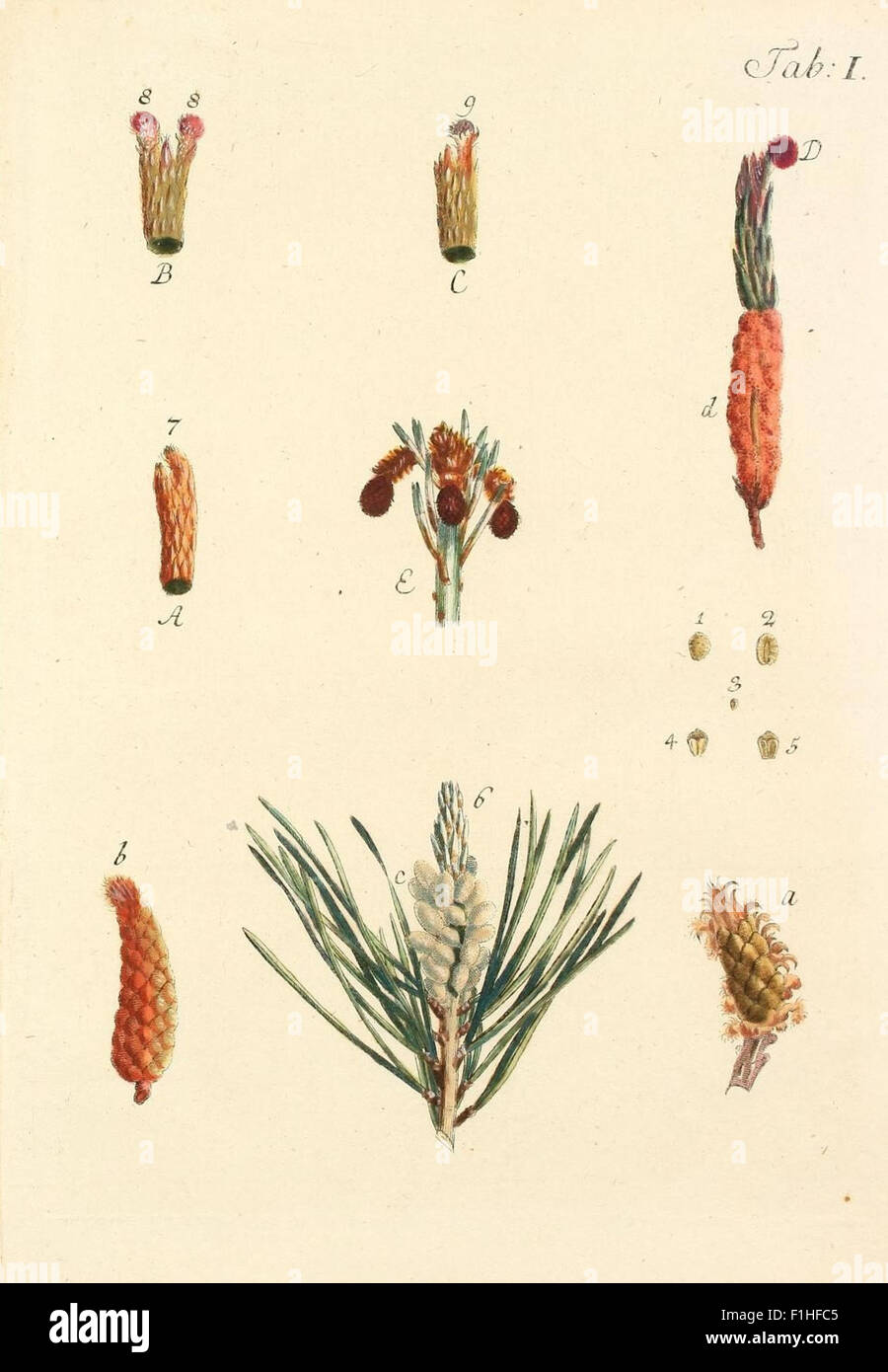 This German work illustrates wild trees, shrubs, and bushes with ...