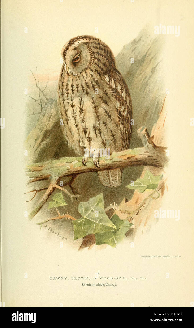 This vintage illustration features colored depictions of various bird ...