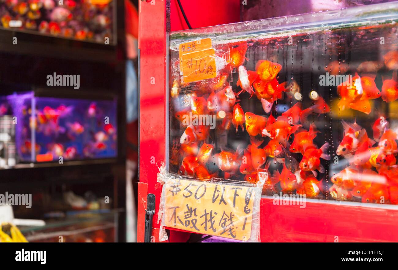 Fish in tank, fish market, Mong Kok, Hong Kong, China Stock Photo - Alamy