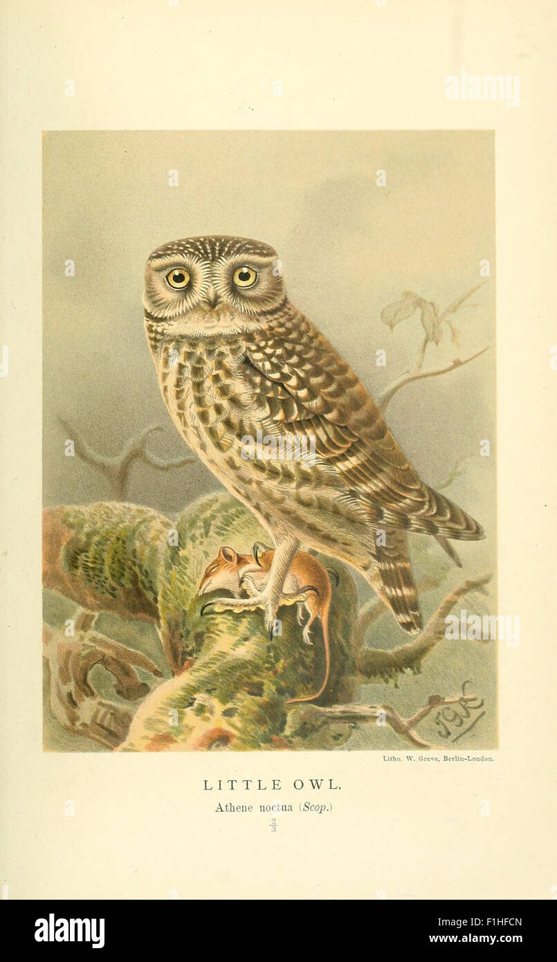 Lord Lilford's 'Coloured Figures of the Birds of the British Islands ...