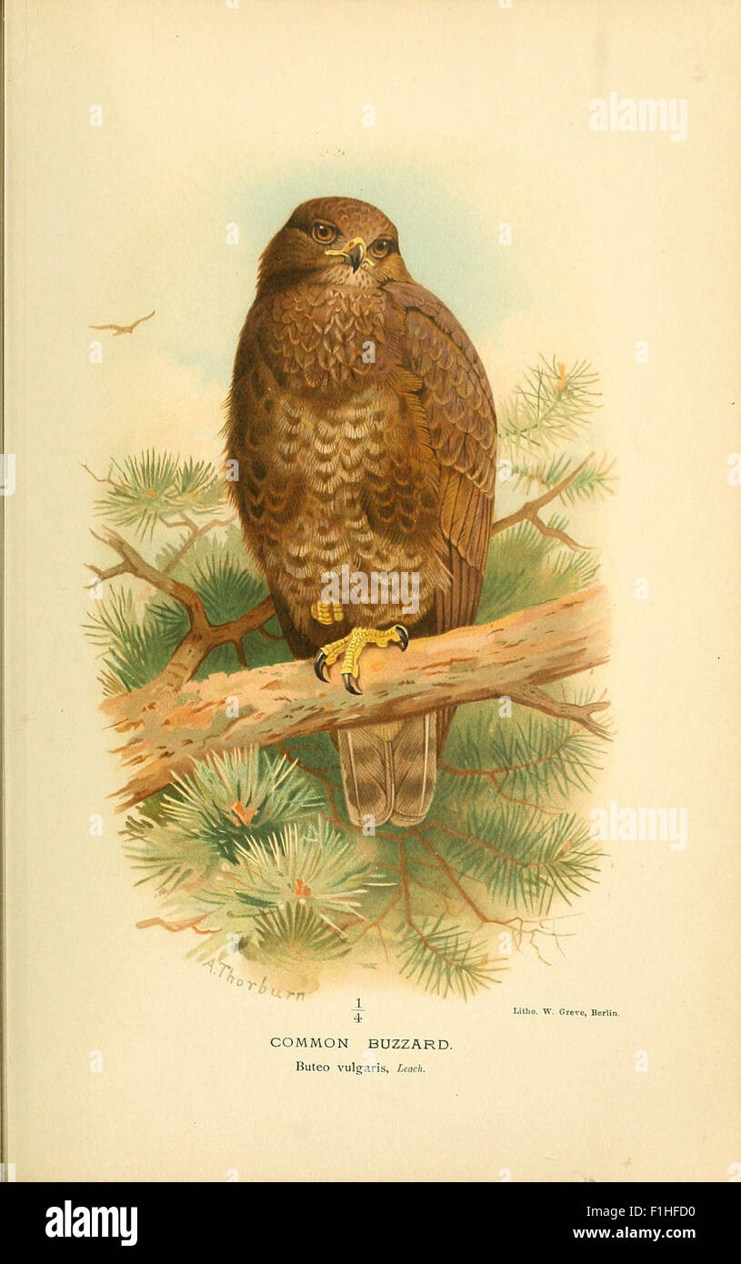 'Coloured Figures of the Birds of the British Islands' by Lord Lilford ...