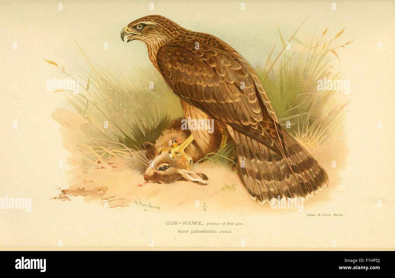 This work, issued by Lord Lilford, features beautifully colored ...