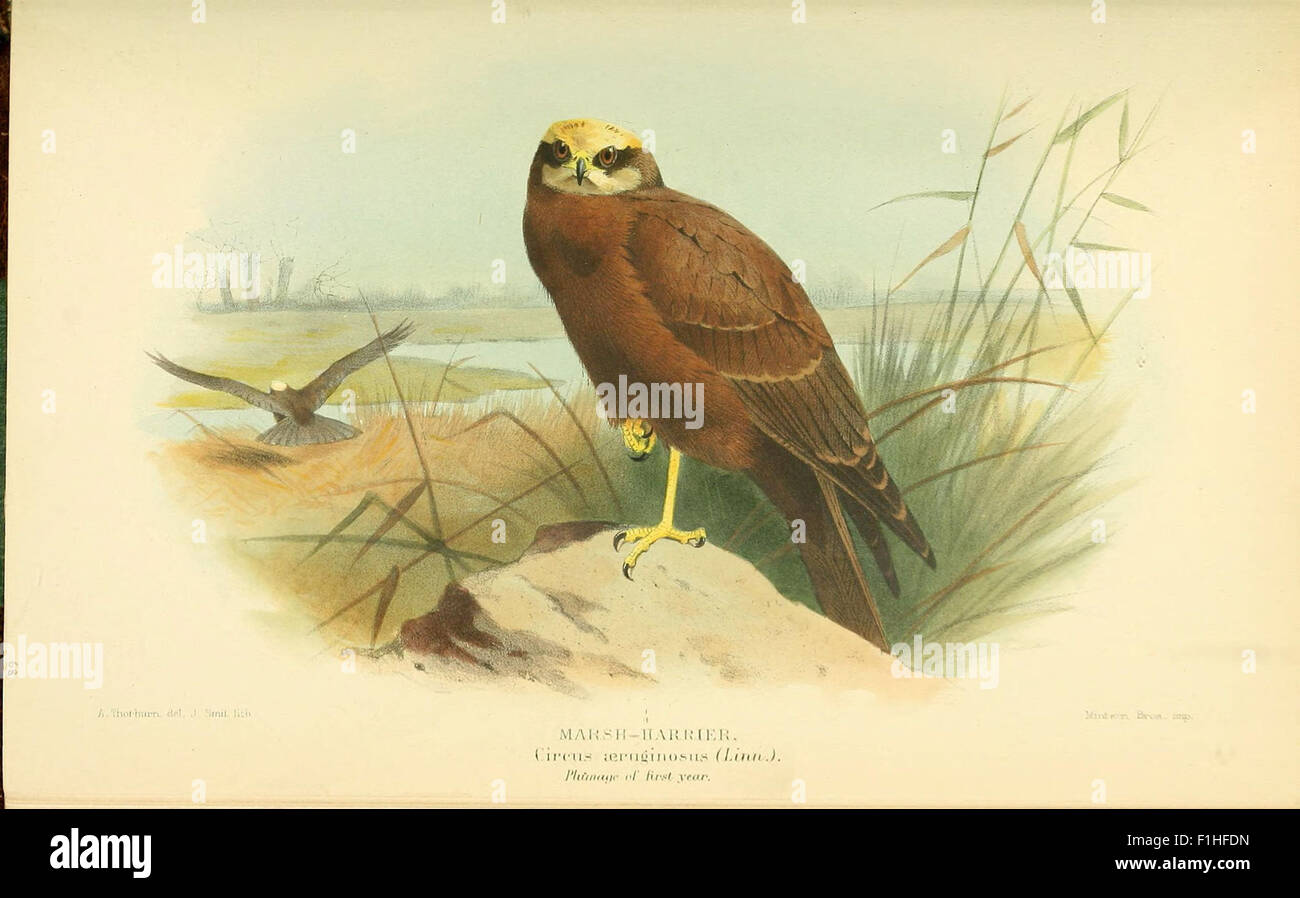 This work, issued by Lord Lilford, showcases colored illustrations of ...