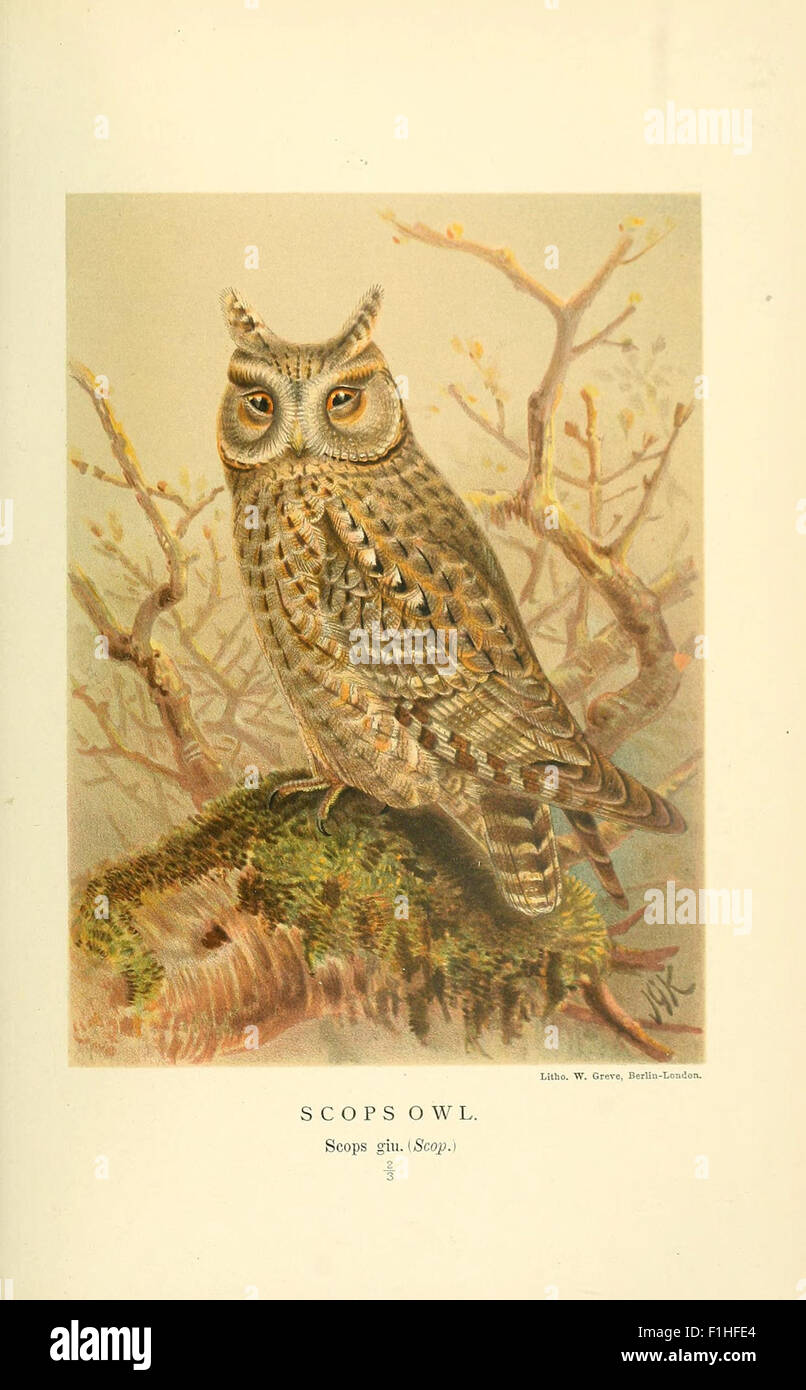 Coloured figures of the birds of the British Islands - issued by Lord ...