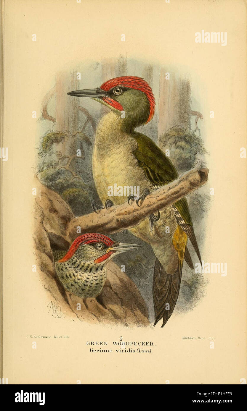Lord Lilford's work presents colored illustrations of British birds ...