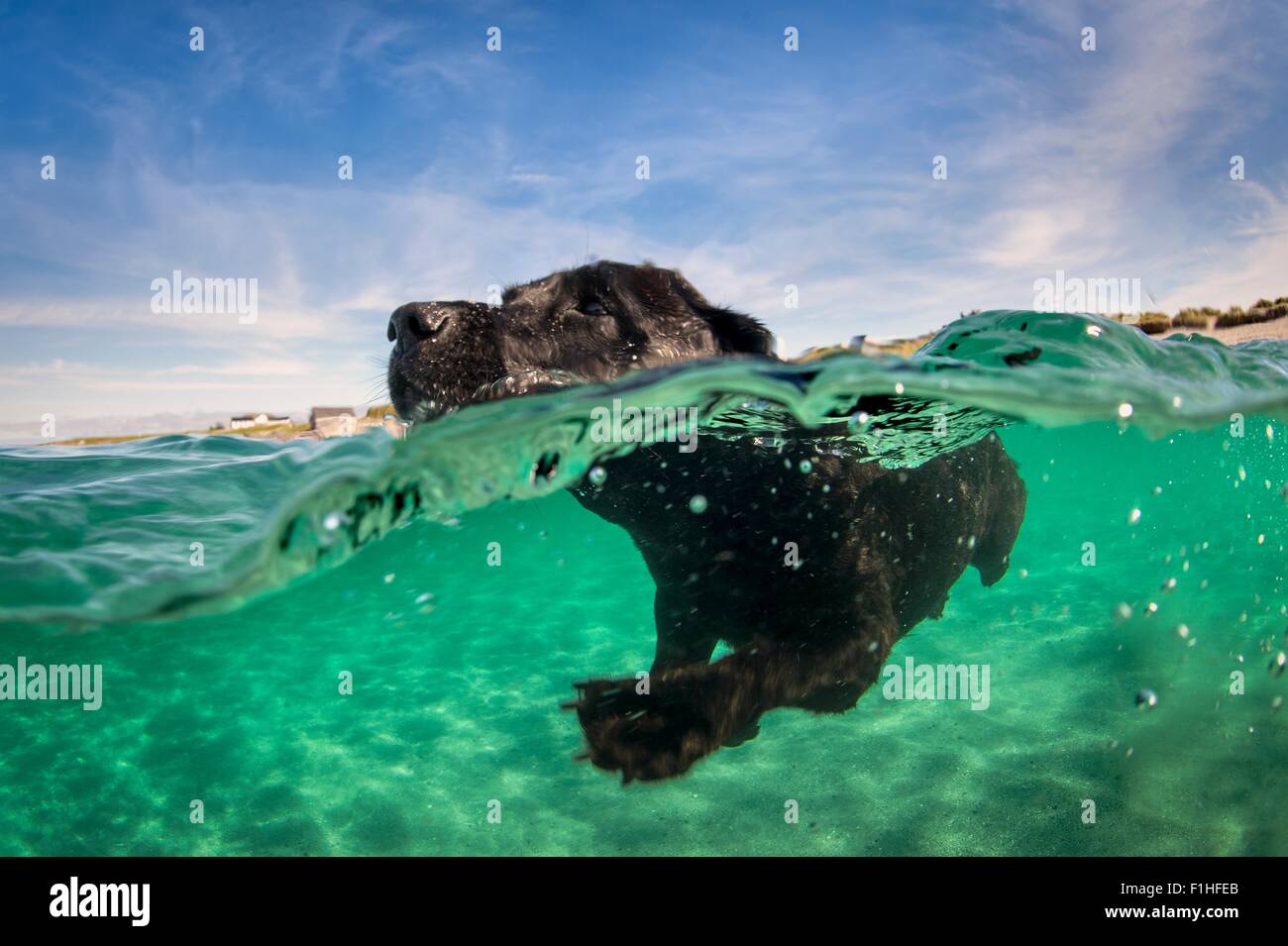 Labrador retriever swimming in water, surface level view Stock Photo ...