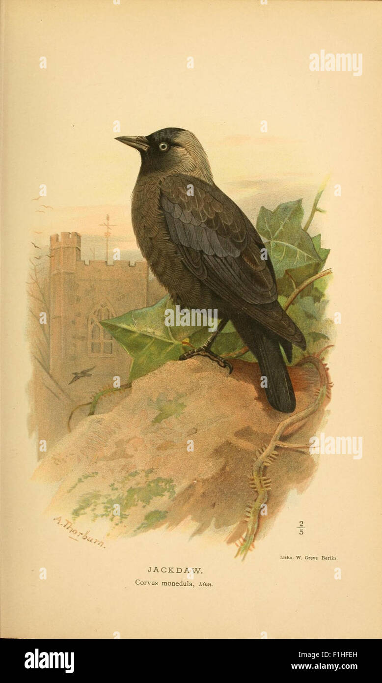 This work, issued by Lord Lilford, provides colorful illustrations and ...