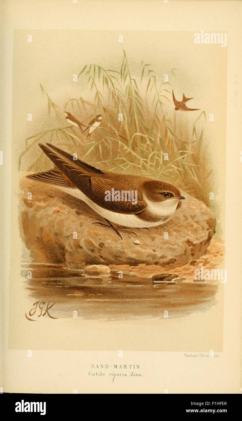 'Coloured Figures of the Birds of the British Islands,' issued by Lord ...