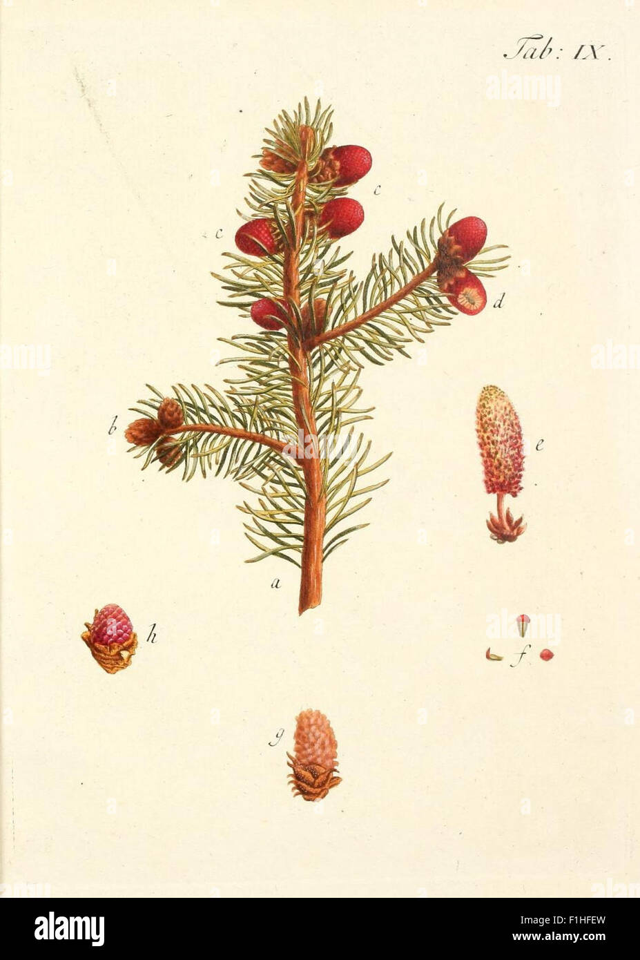This German work illustrates wild trees, shrubs, and bush plants ...