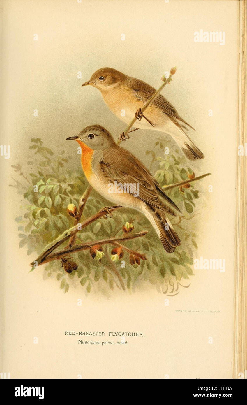 Coloured Figures of the Birds of the British Islands, issued by Lord ...