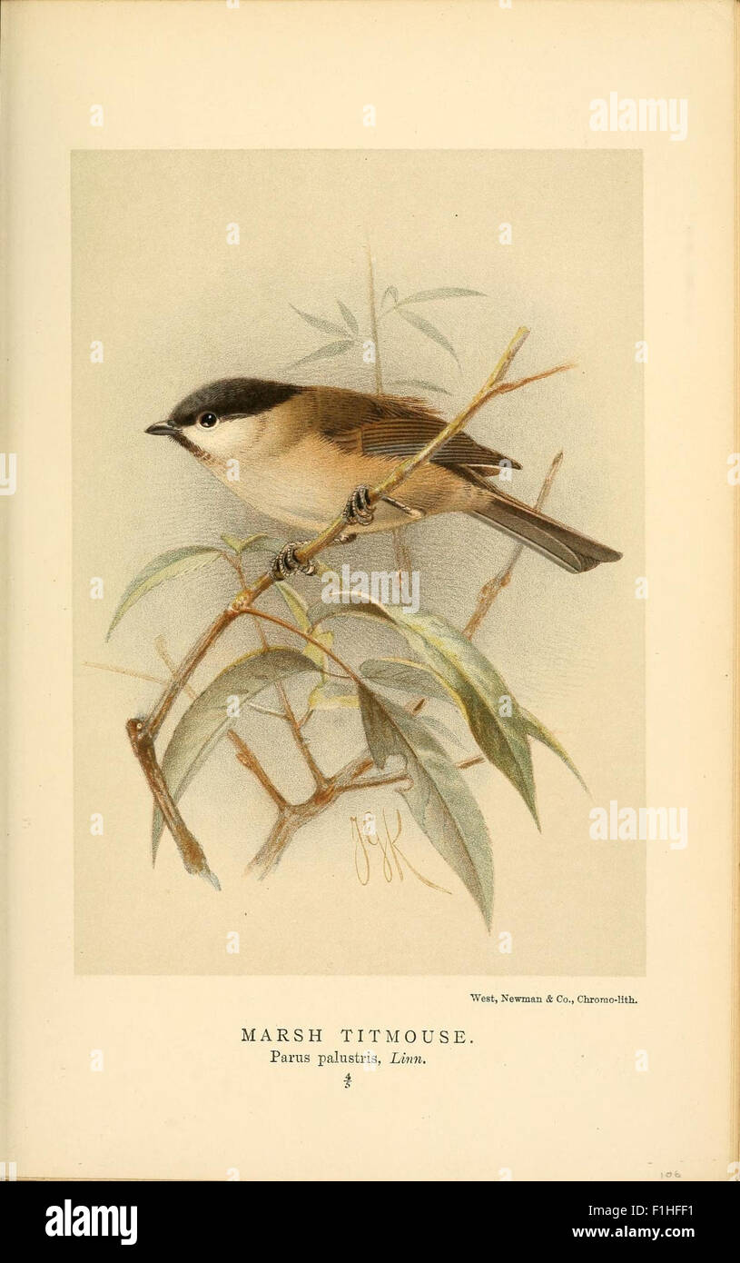 *Coloured Figures of the Birds of the British Islands*, issued by Lord ...