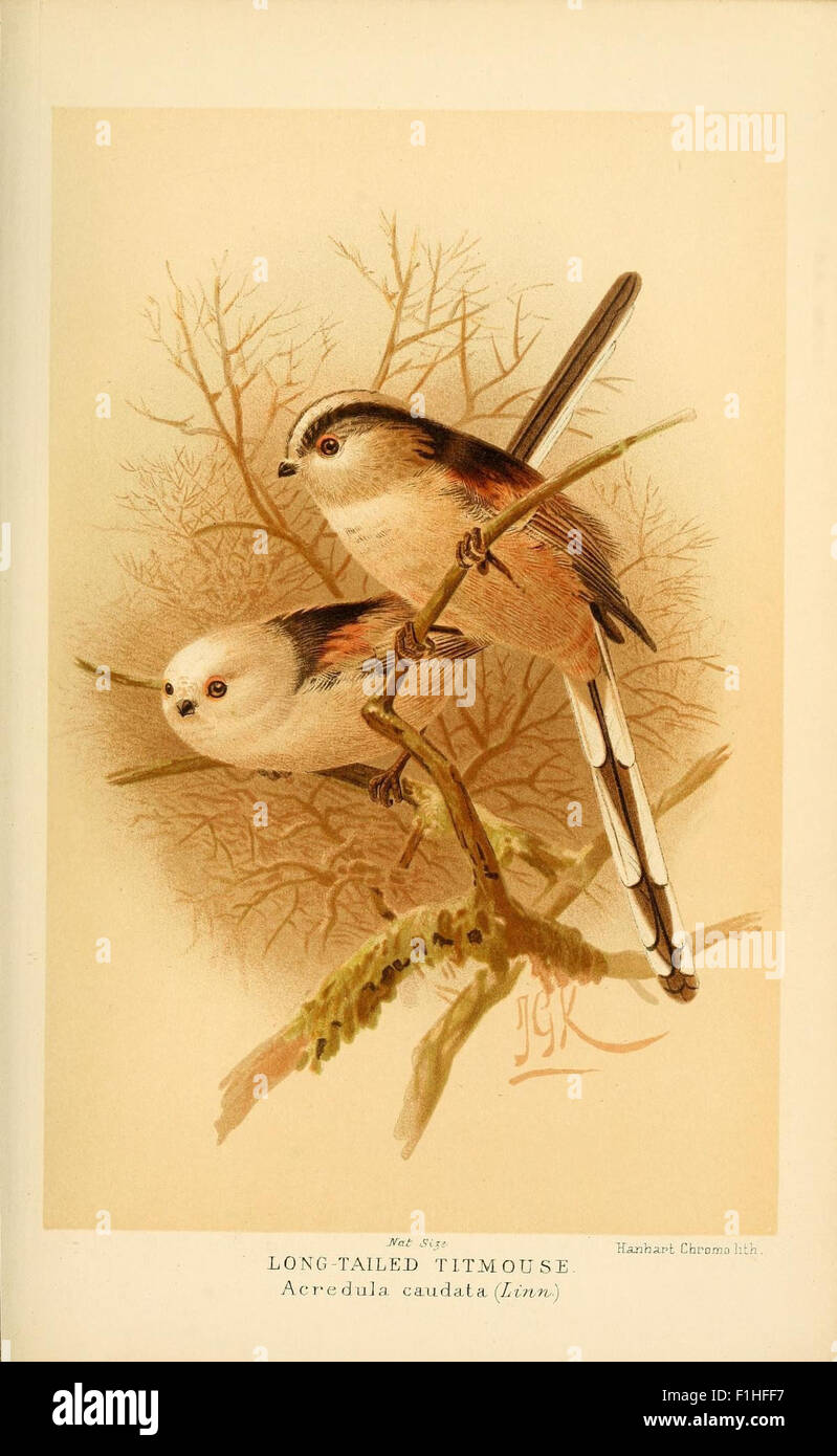 Lord Lilford's 'Coloured Figures of the Birds of the British Islands ...