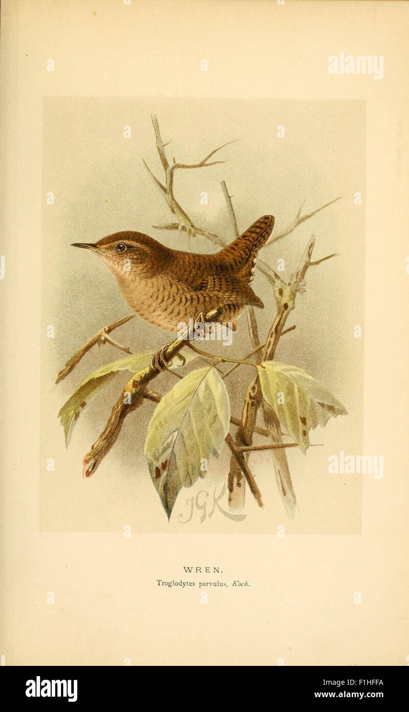 'Coloured Figures of the Birds of the British Islands,' issued by Lord ...
