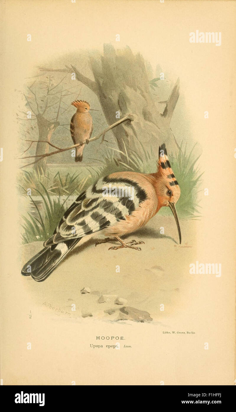 This 19th-century work features hand-colored illustrations of birds ...