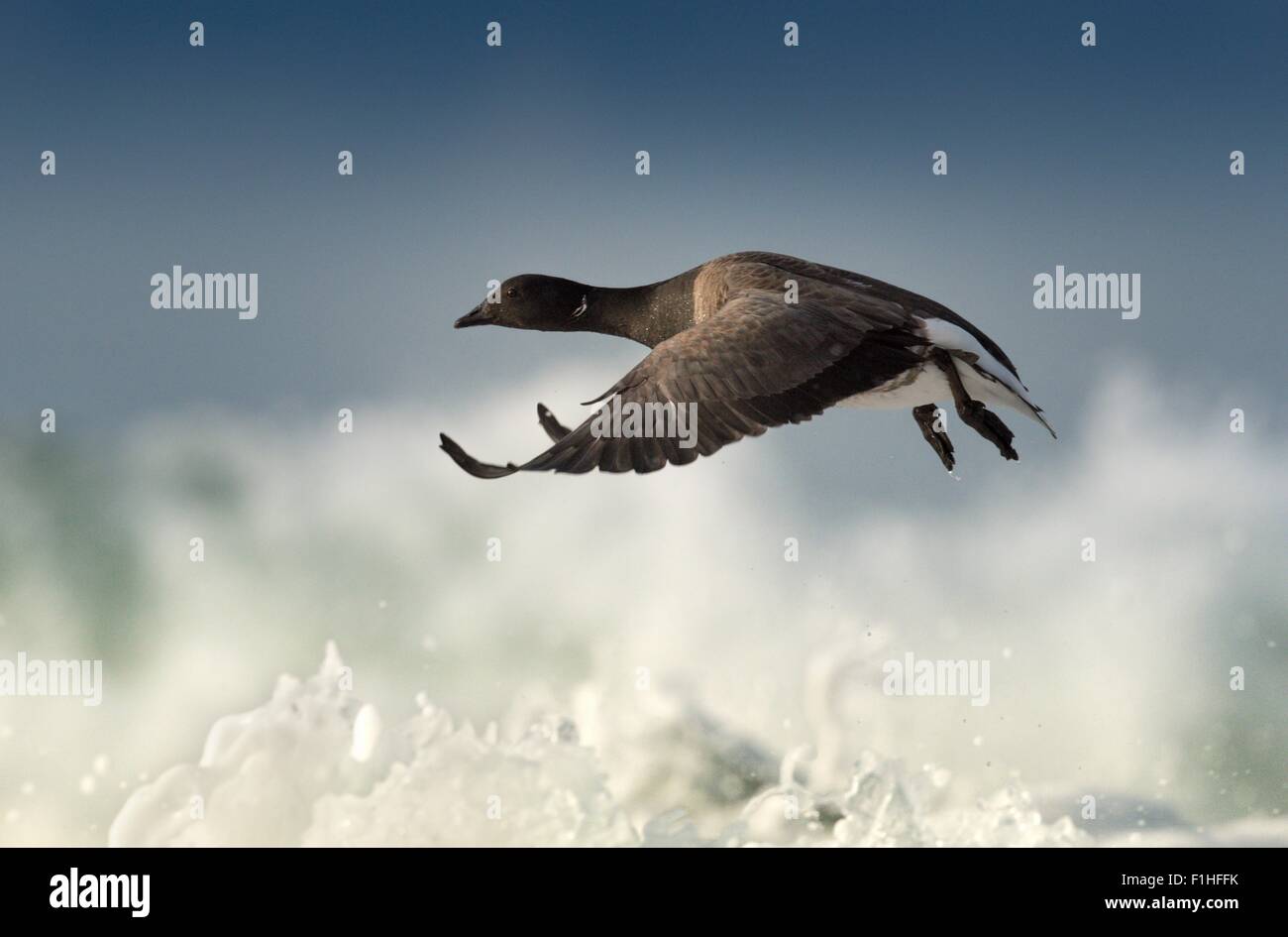 Brant county hi-res stock photography and images - Alamy